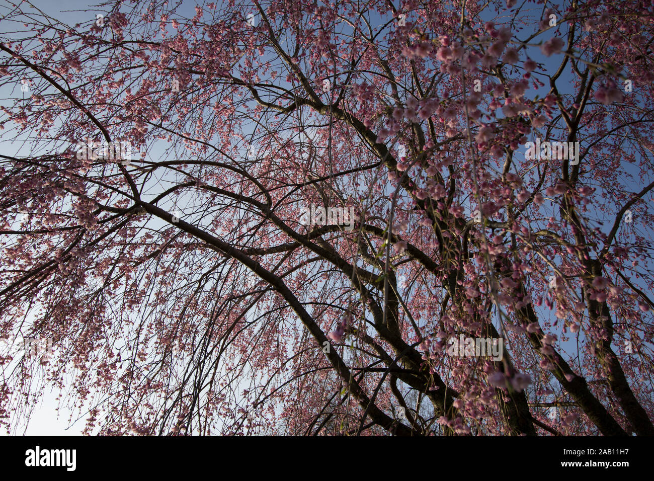 Weeping Cherry Tree Blooming in Spring Stock Photo - Alamy