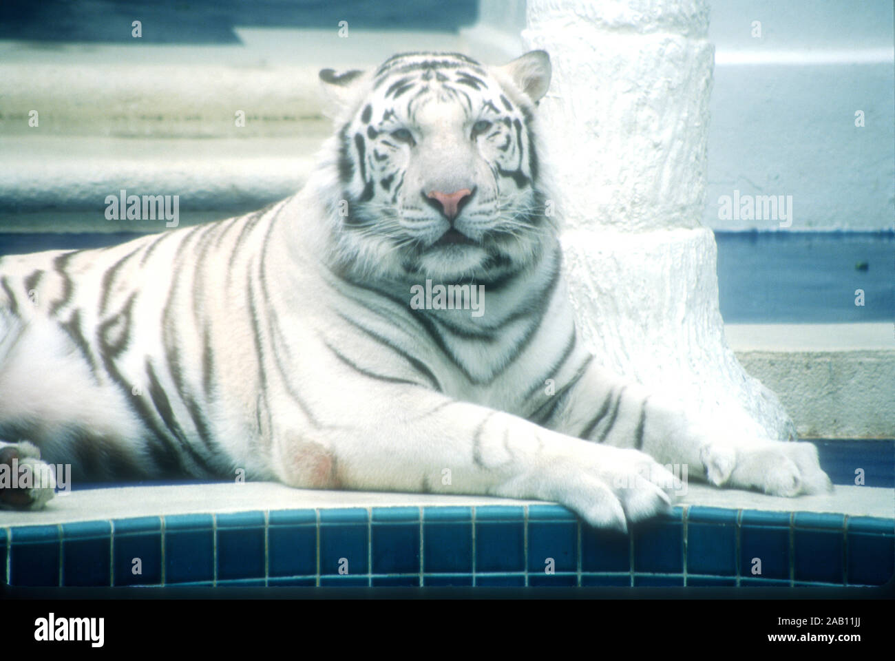 Las Vegas, Nevada, USA 11th March 1995 A Royal White Tiger at Siegfried ...