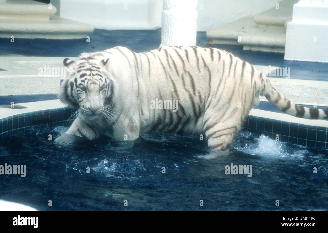 Las Vegas, Nevada, USA 11th March 1995 A Royal White Tiger at Siegfried ...