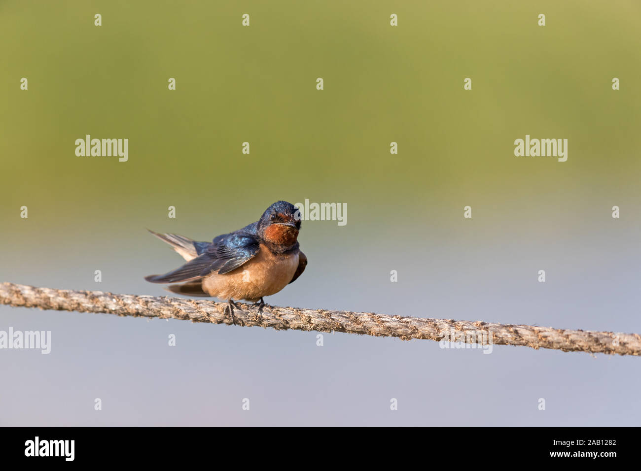 Rauchschwalbe, Hirundo rustica Stock Photo - Alamy