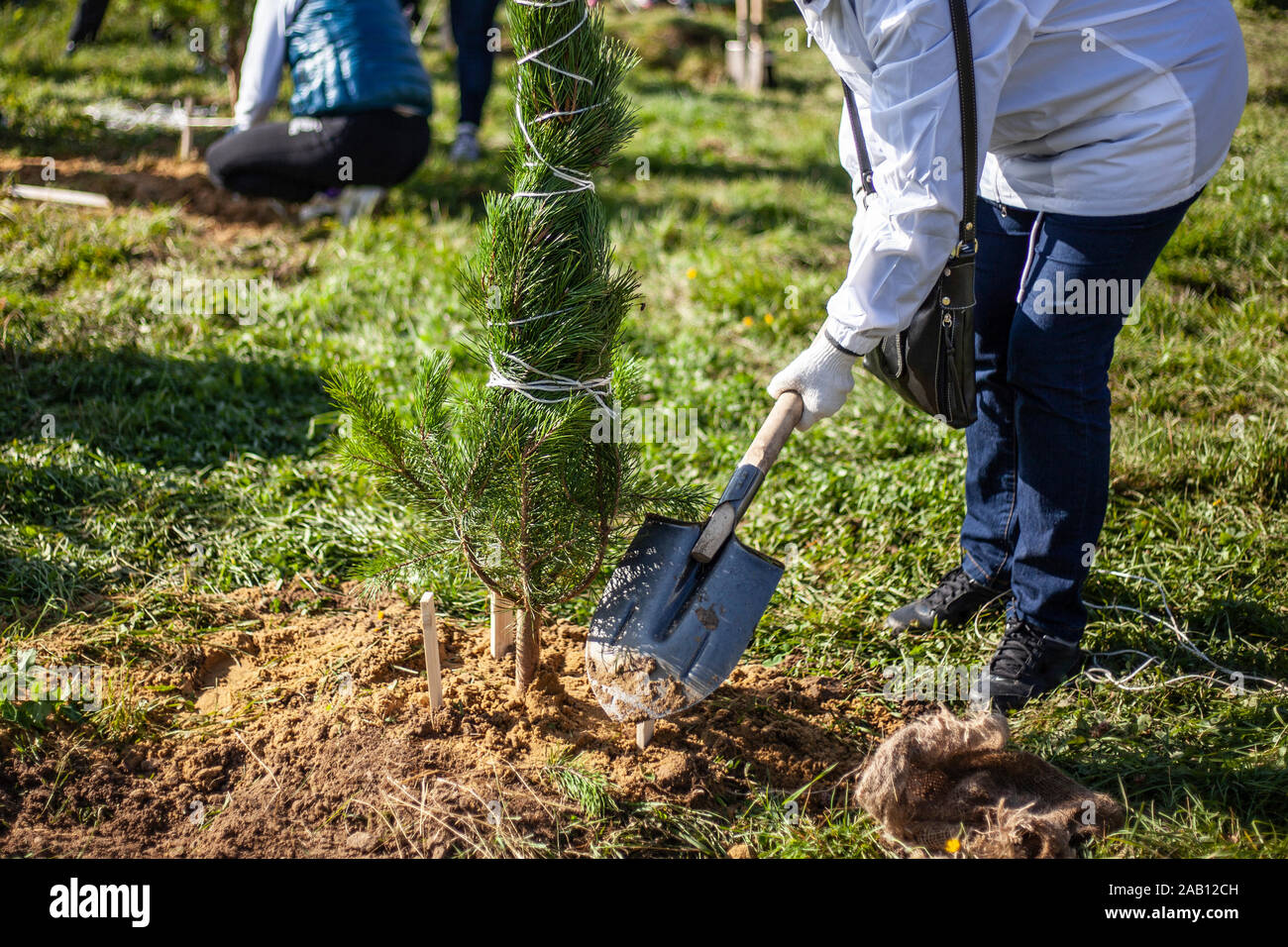 Planting a plant in the ground. The gardener is planting a tree ...