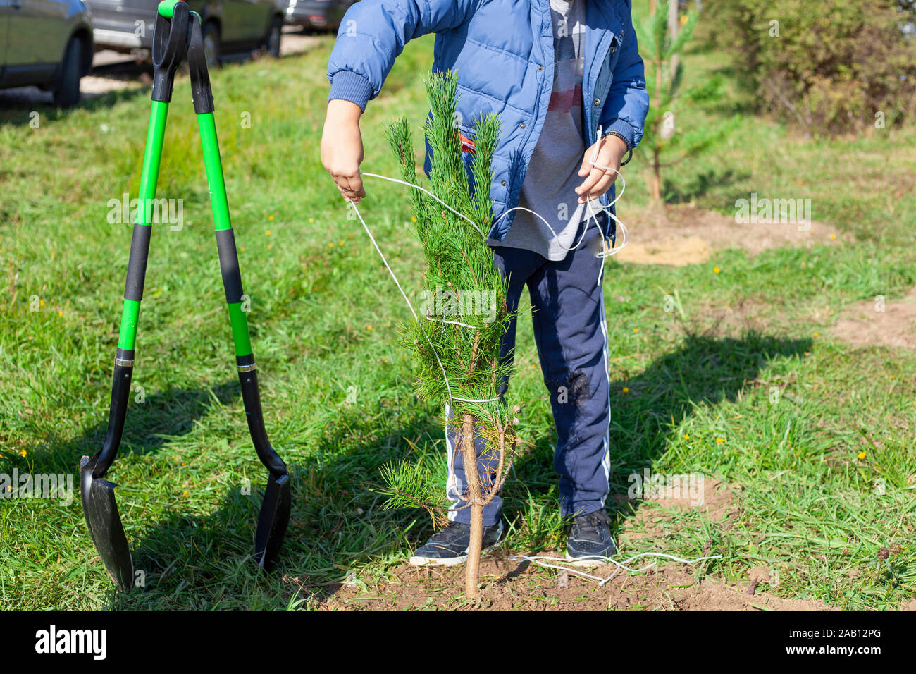 Planting a plant in the ground. The gardener is planting a tree ...