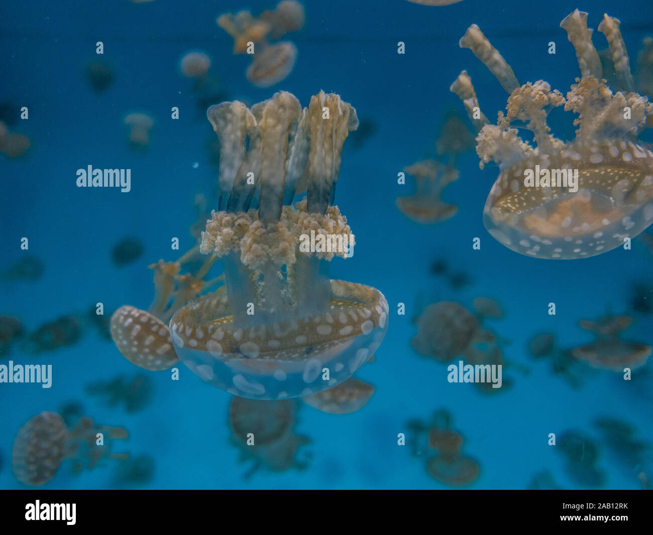 Closeup shot jellyfish underwater hi-res stock photography and images ...
