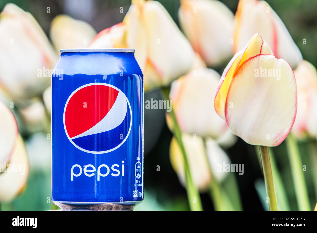 Pepsi Cola Can 330ml flowers and tulips background. Pepsi is a ...