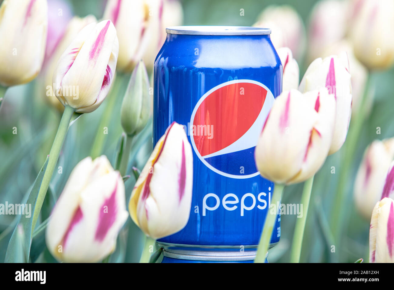 Pepsi Cola Can 330ml flowers and tulips background. Pepsi is a ...
