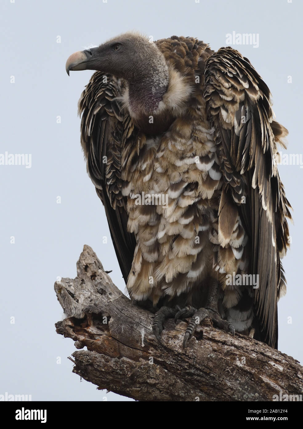 Griffin vulture hi-res stock photography and images - Alamy