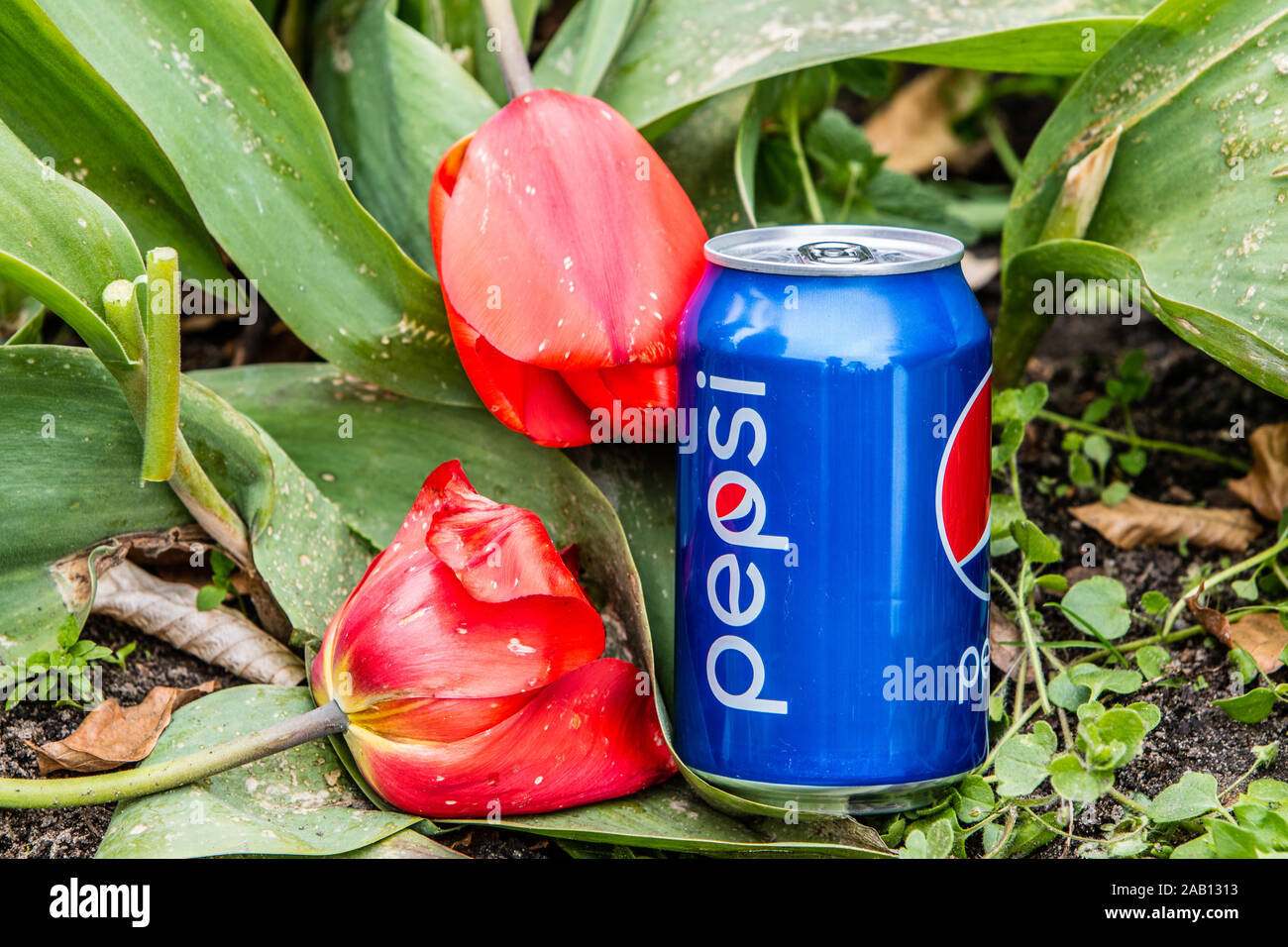 Pepsi Cola Can 330ml flowers and tulips background. Pepsi is a ...