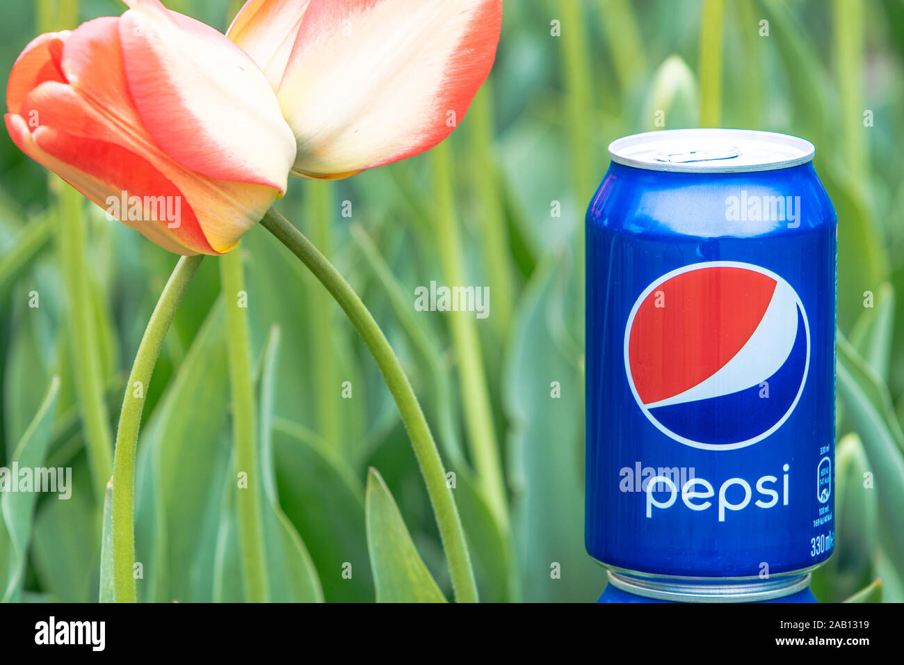 Pepsi Cola Can 330ml flowers and tulips background. Pepsi is a ...