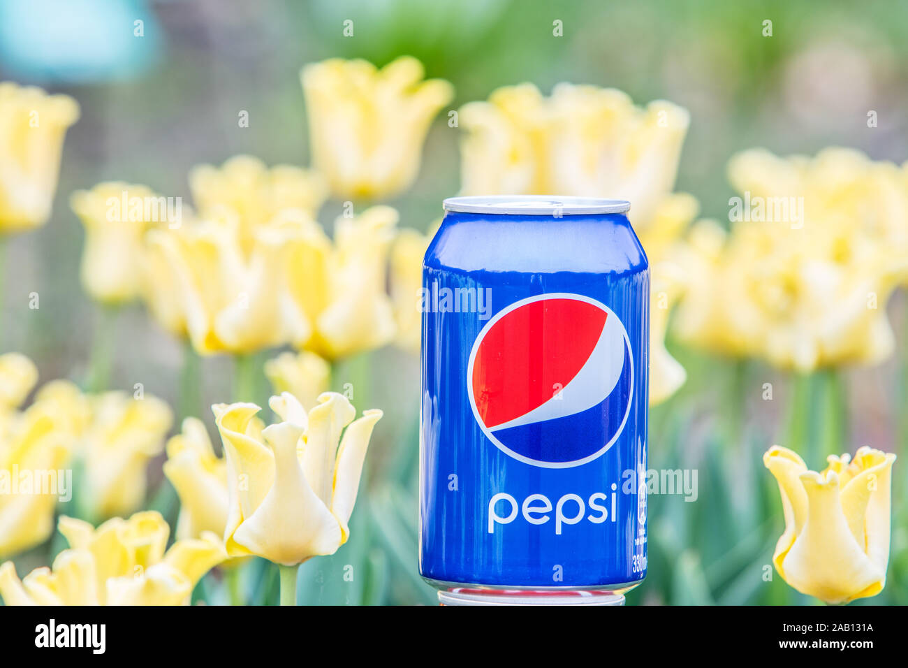 Pepsi Cola Can 330ml flowers and tulips background. Pepsi is a ...