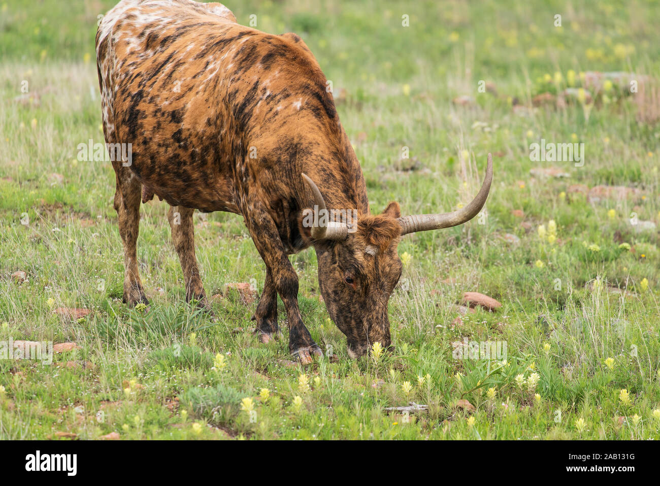 Texas Longhorn behind a fence in the Hill Country near Marble Falls ...