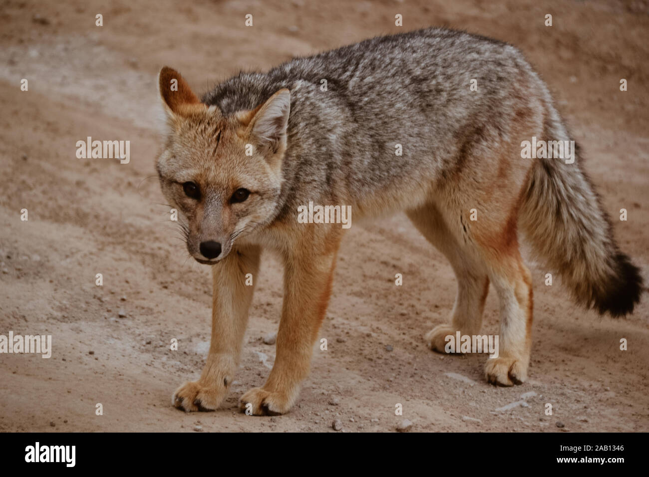 Scared by fox hi-res stock photography and images - Alamy