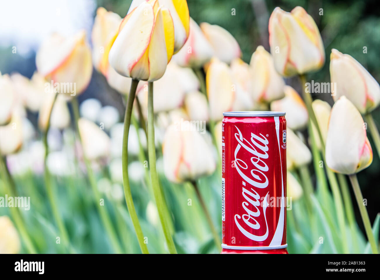 photo of Classic Coca Cola can, Coca-Cola Company is the most popular ...