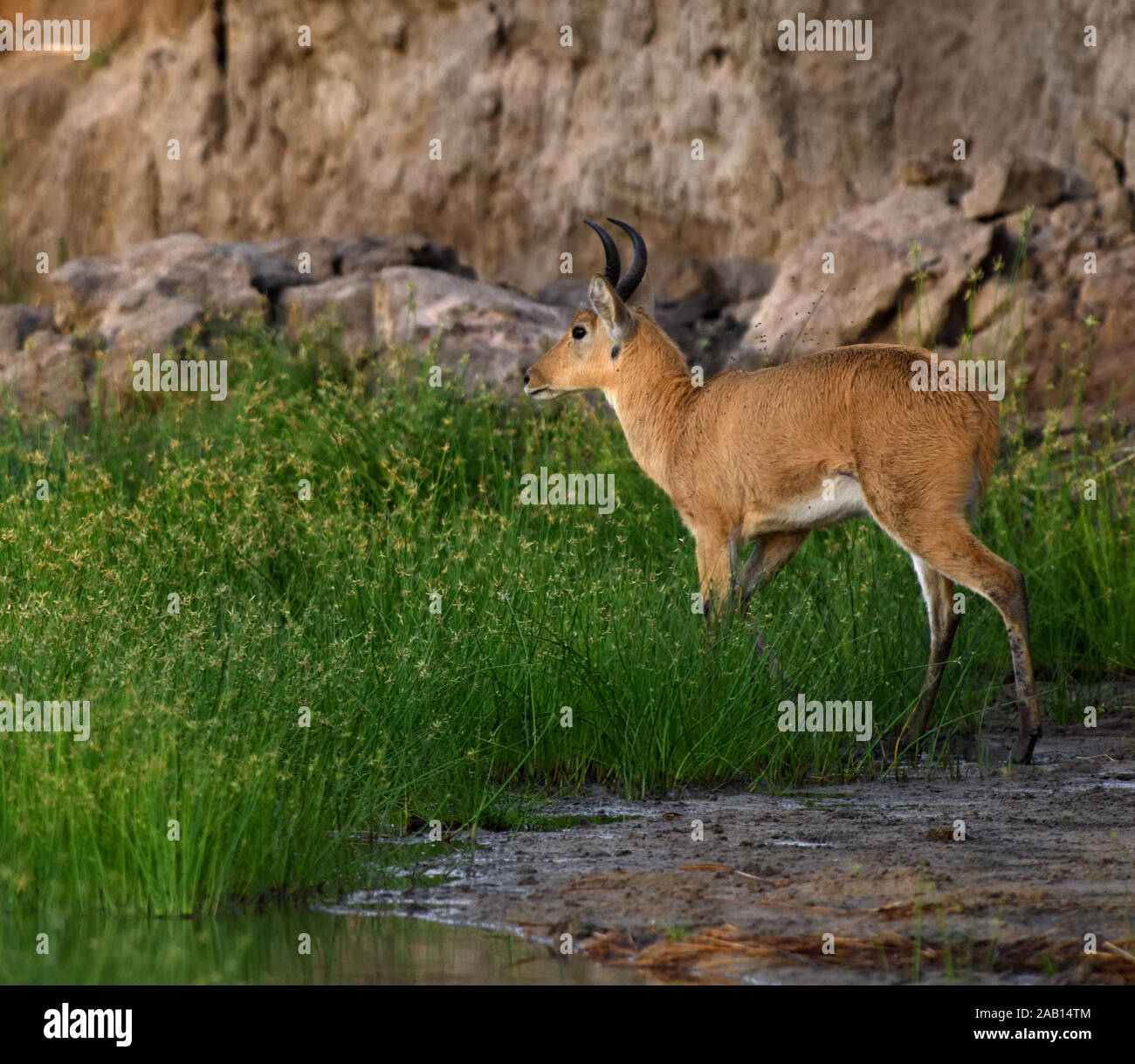 Redunca redunca bohor hi-res stock photography and images - Alamy