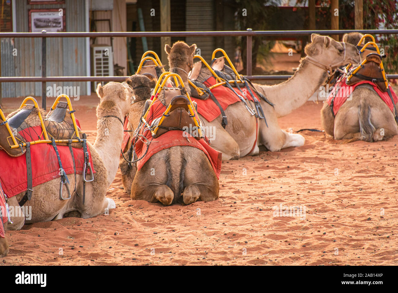 Camels sit in a line awaiting tourists for their Uluru sunset camel ...