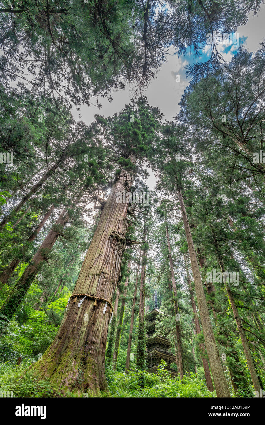 Jijisugi (Grandpa cedar) 1000 years old cedar tree and Five Story ...