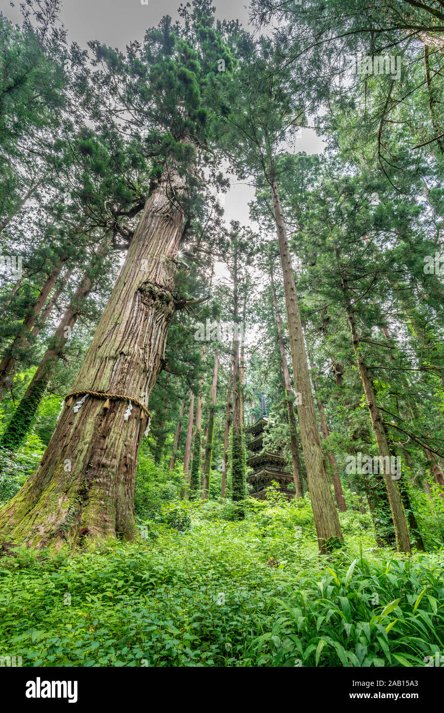 Jijisugi (Grandpa cedar) 1000 years old cedar tree and Five Story ...