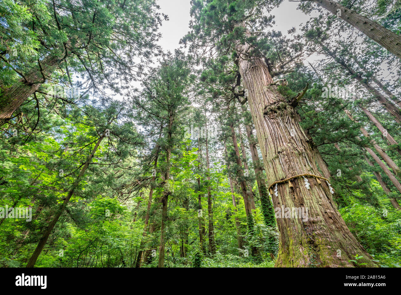 Jijisugi (Grandpa cedar) 1000 years old cedar tree at Mount Haguro, One ...