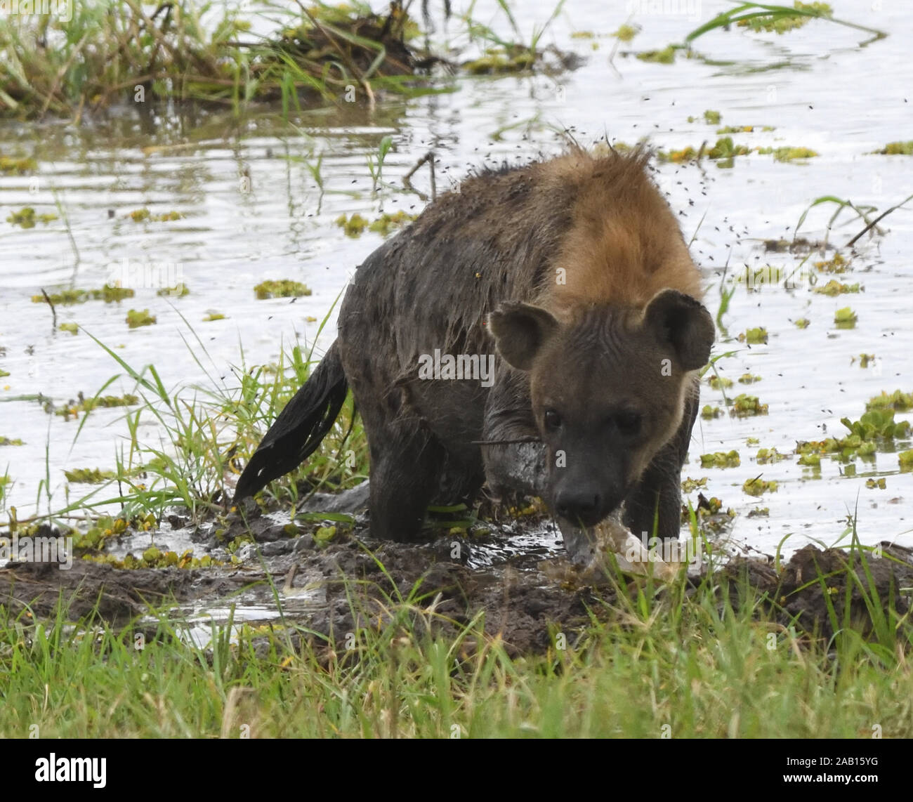 Hyena spotted mud hi-res stock photography and images - Alamy