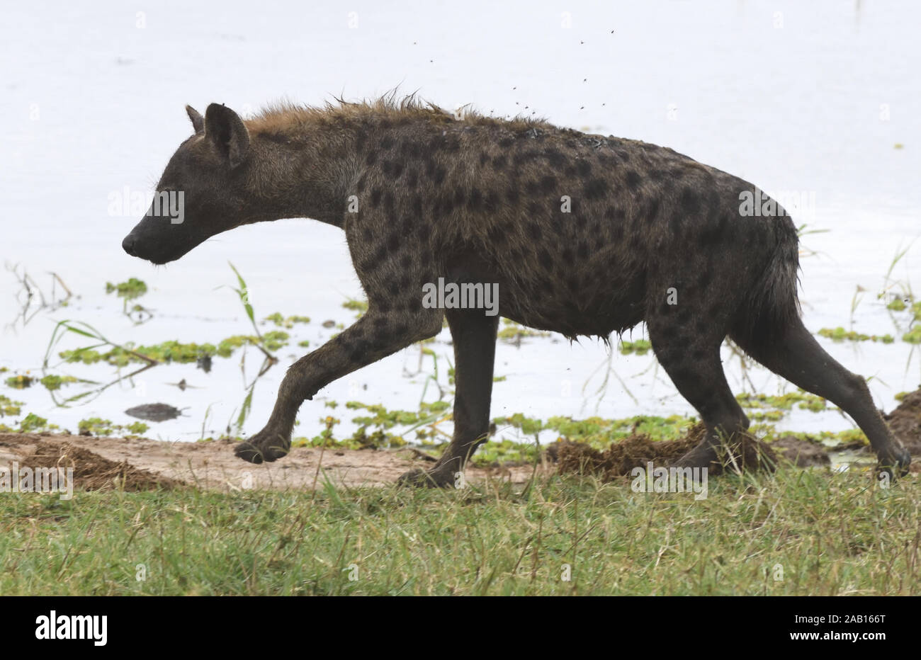 A wet and muddy spotted hyena (Crocuta crocuta) iopes off after ...