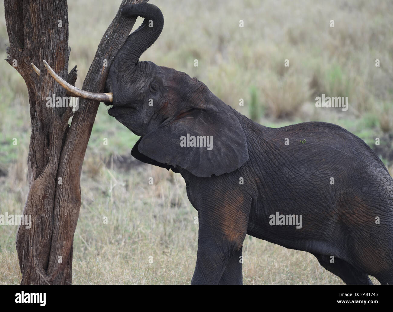 Elephant pushing tree hi-res stock photography and images - Alamy