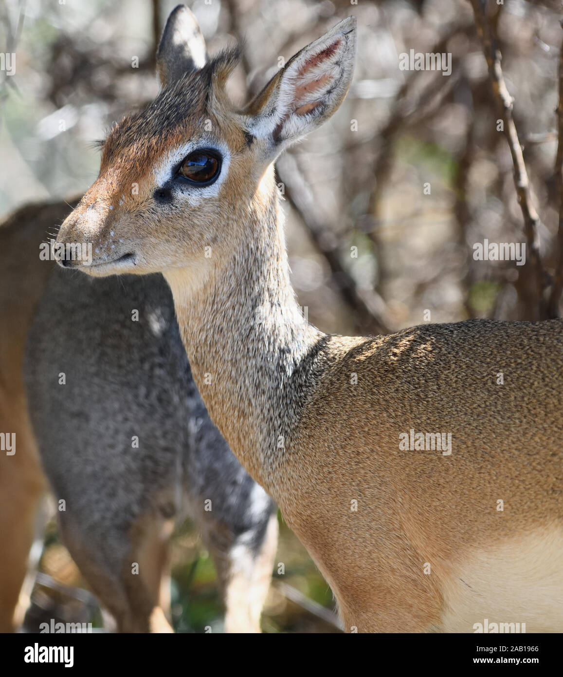 Kirks dik dik hi-res stock photography and images - Alamy