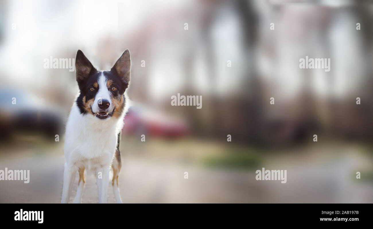 adorable dog animal is looking nice in picture. Dog is cute and sweat ...