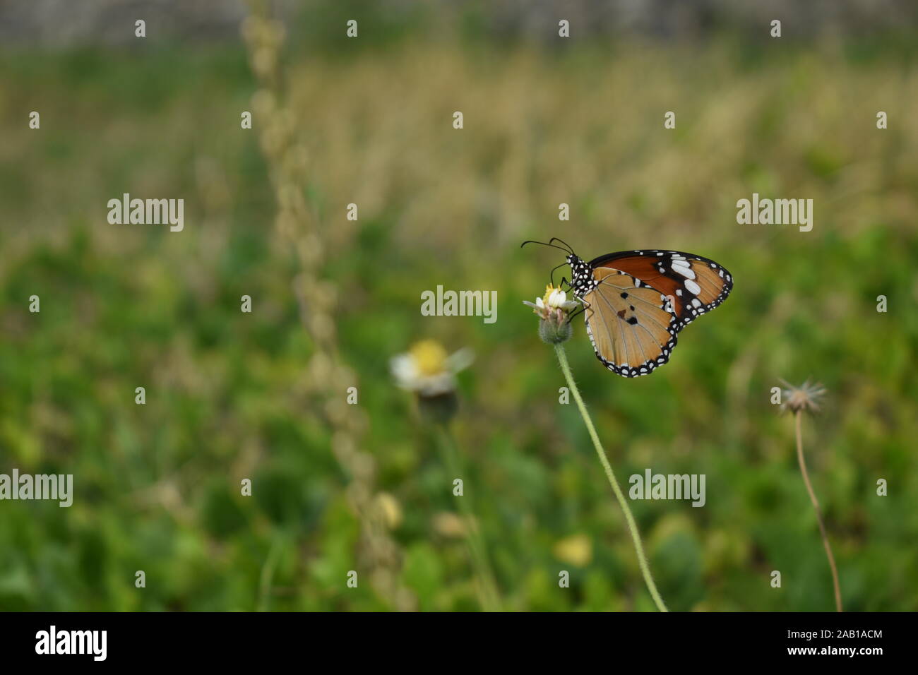Butterfly native to indonesia hi-res stock photography and images - Alamy