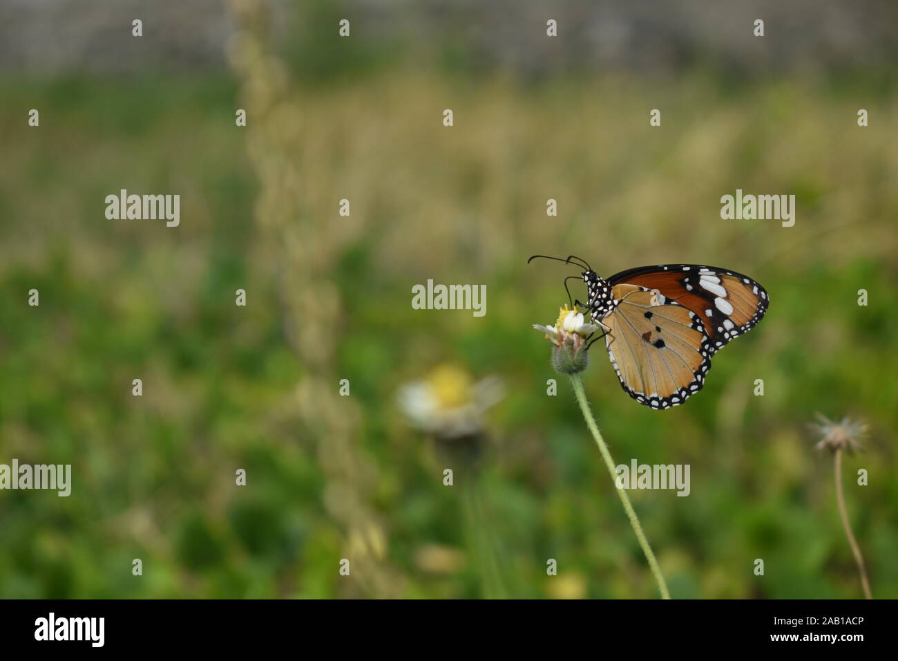 Butterfly native to indonesia hi-res stock photography and images - Alamy