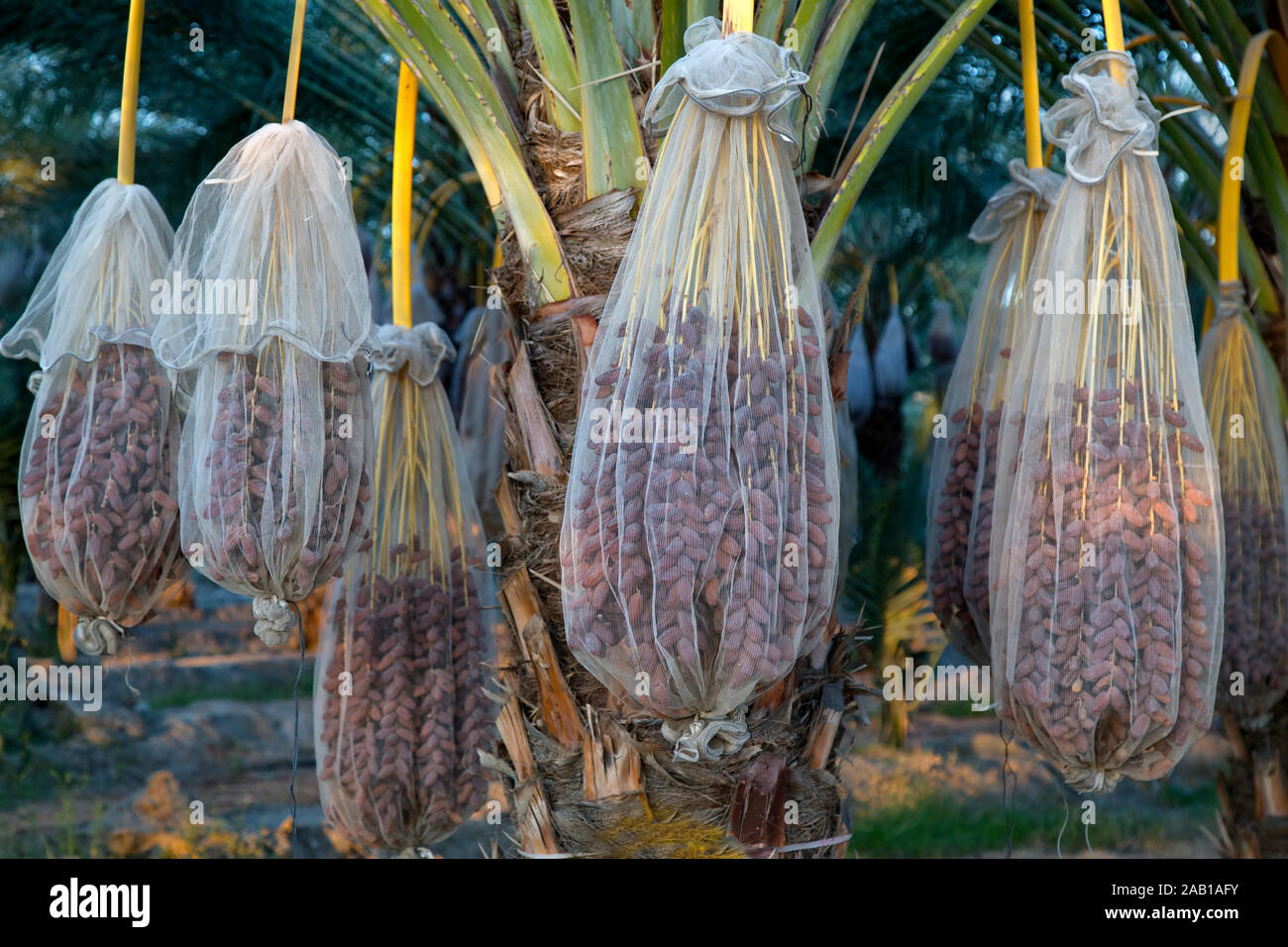 Date Plantation, bagged mature 'Deglet Noor' variety, Phoenix ...