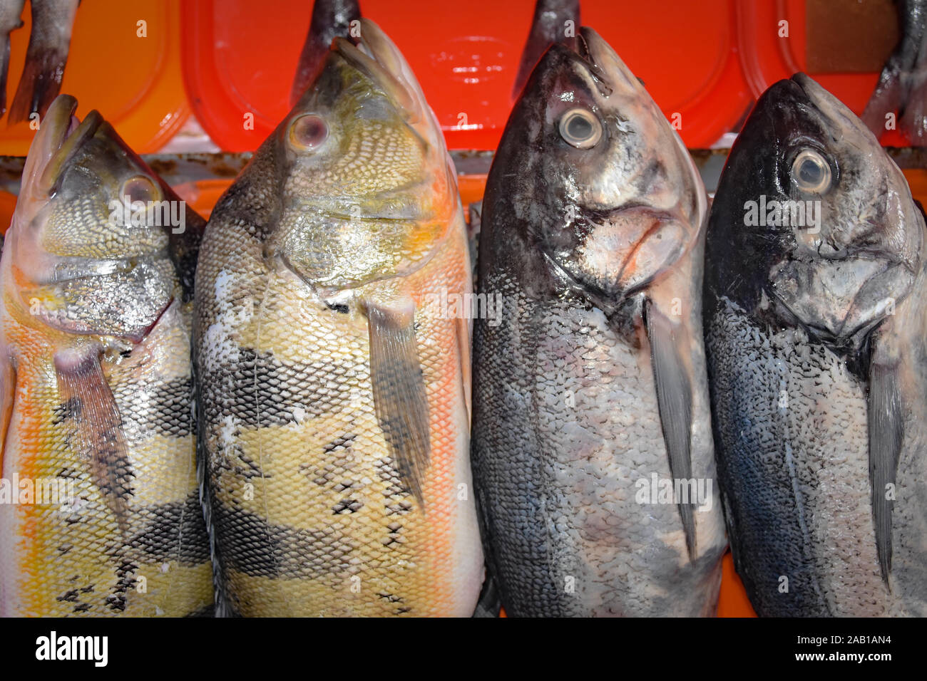 Lima, Peru - Nov 17, 2019: Fresh fish on sale at Chorillos fishermans ...