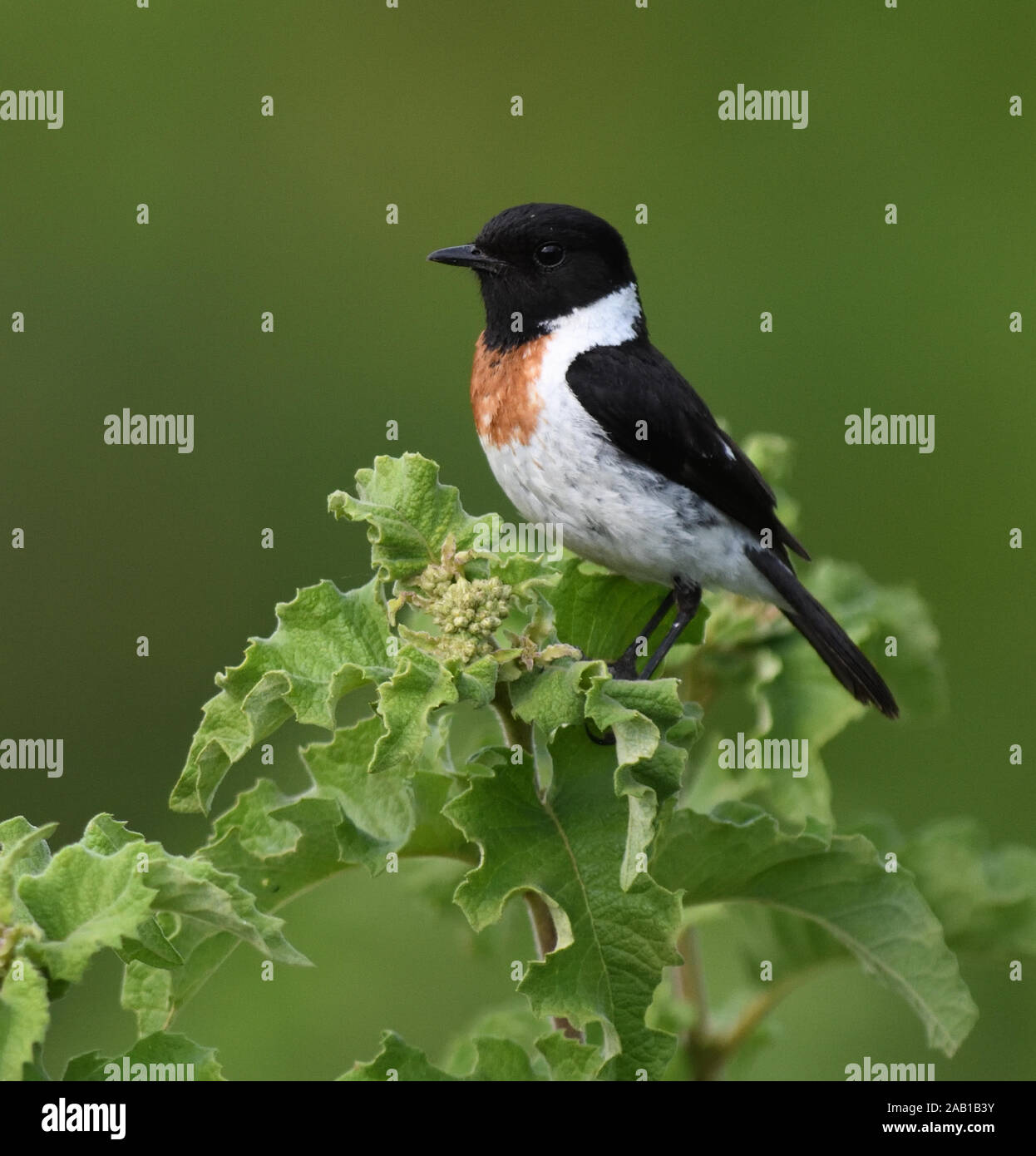 Male african stonechat hi-res stock photography and images - Alamy