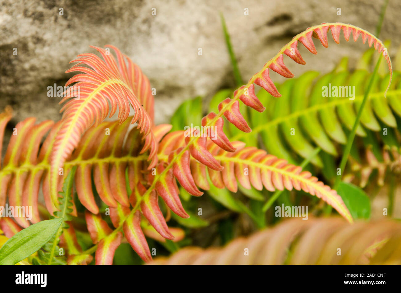 Vivid red and green fern leaves Stock Photo - Alamy