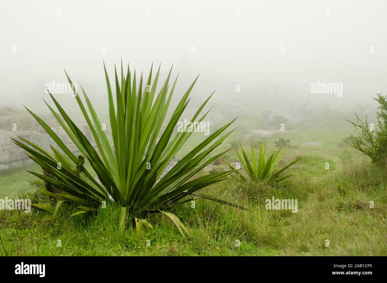Foggy and rocky landscape with agavoideae plants in Bojaca ...