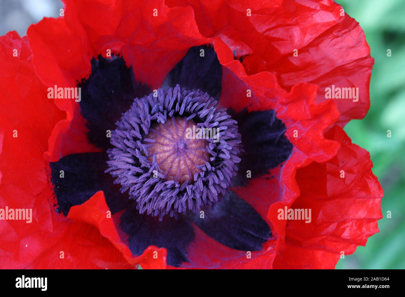 New zealand poppy hi-res stock photography and images - Alamy