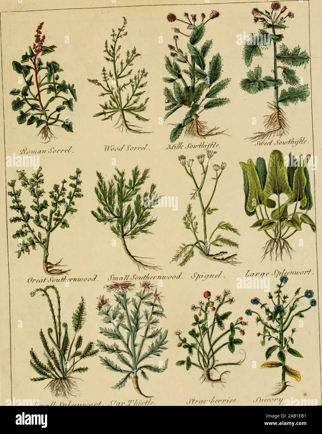 Culpepper's complete herbal hi-res stock photography and images - Alamy