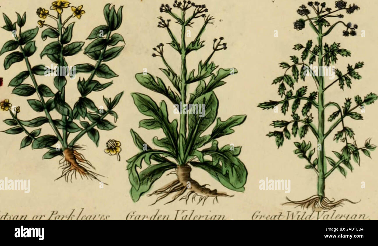 Culpepper's complete herbal hi-res stock photography and images - Alamy