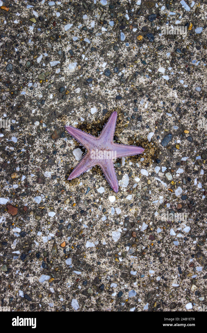 Starfish caught in Yokosuka City, Kanagawa, Japan Stock Photo - Alamy