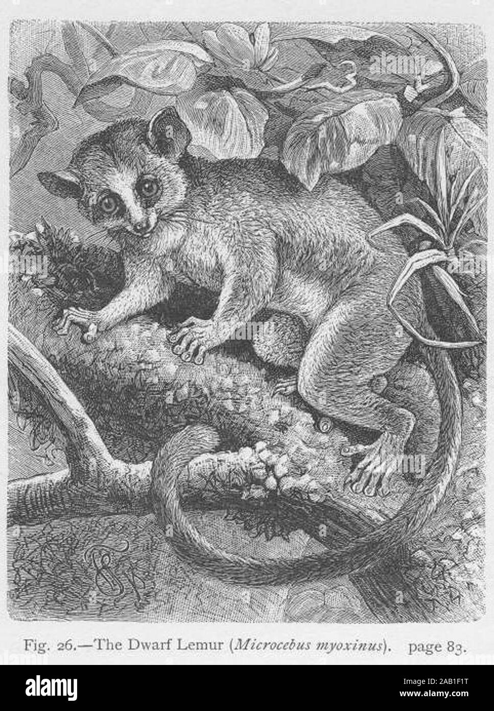 Dwarf lemur hi-res stock photography and images - Alamy