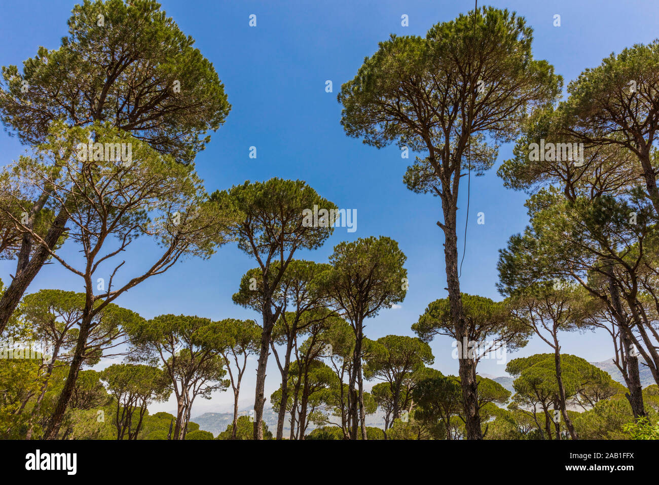 Pine trees forest of Jezzine in South Lebanon Middle east Stock Photo ...
