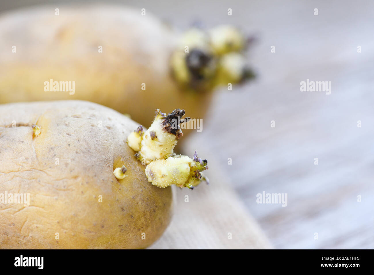 potato sprout grow for planting in the farming agriculture Stock Photo ...
