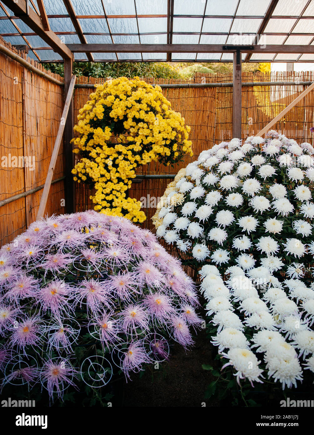 Kiku matsuri hi-res stock photography and images - Alamy