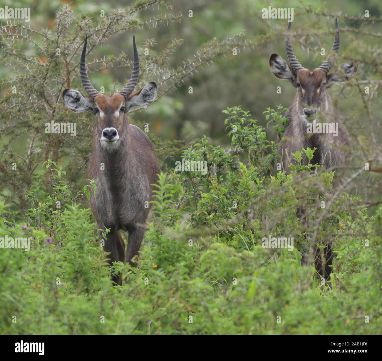 Tanzania arusha national park hi-res stock photography and images - Alamy