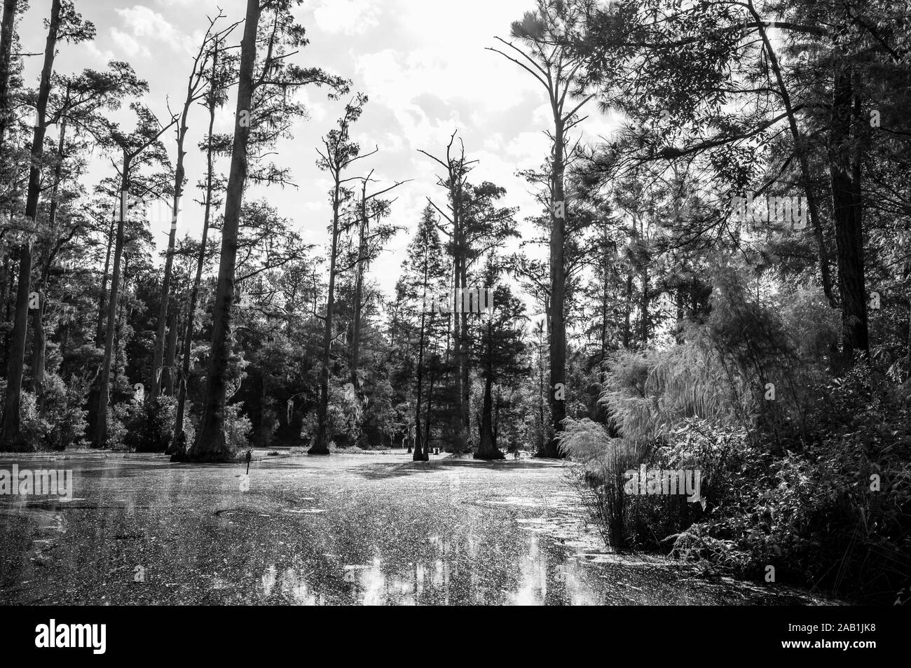 Cypress tree swamp Black and White Stock Photos & Images - Alamy