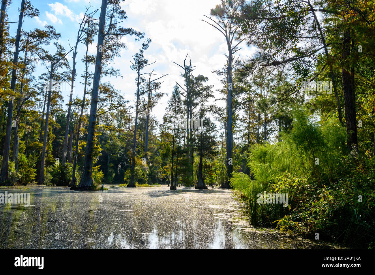Swamp cypress grove hi-res stock photography and images - Alamy