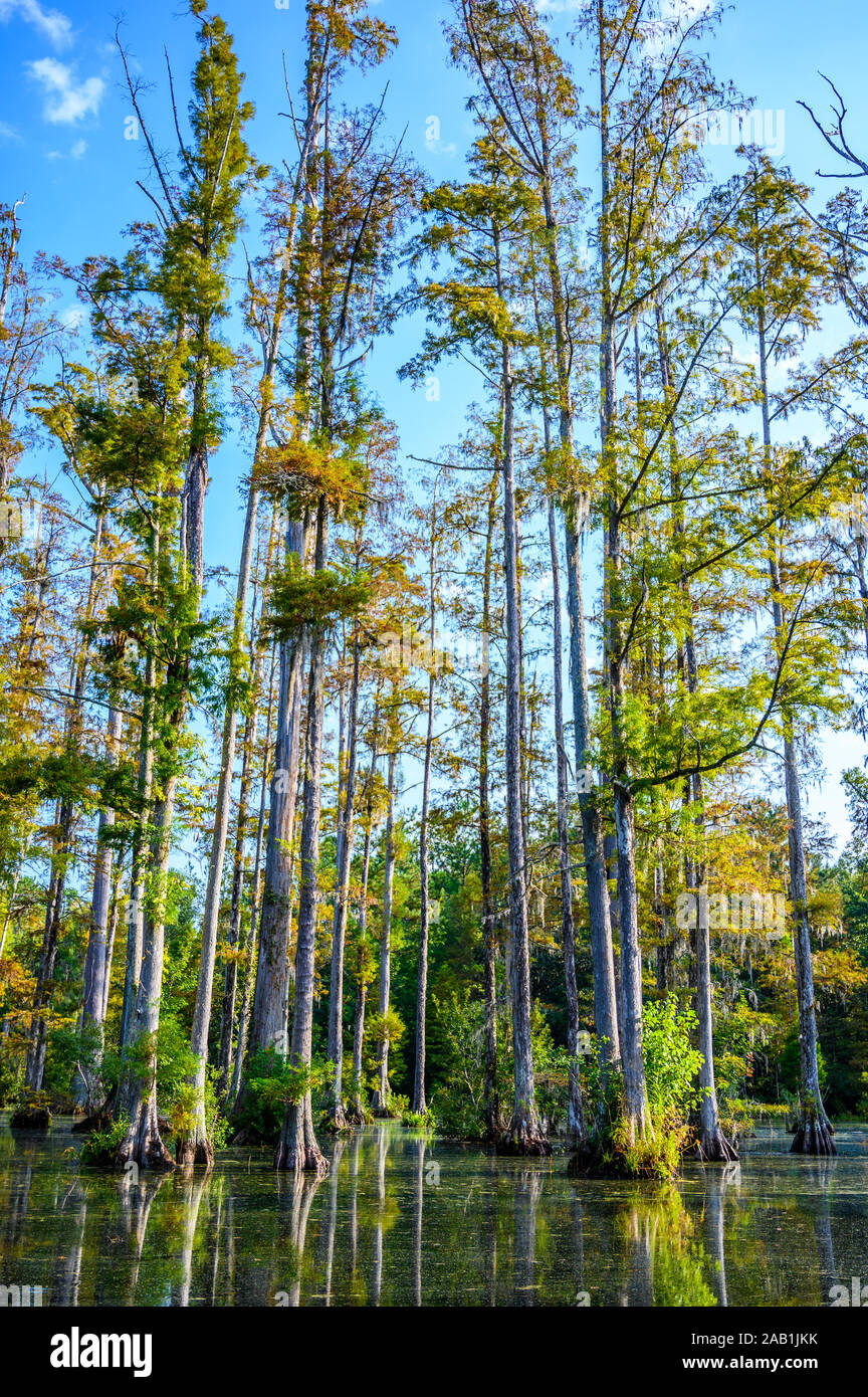 Full view of cypress trees coming out of swamp water Stock Photo - Alamy
