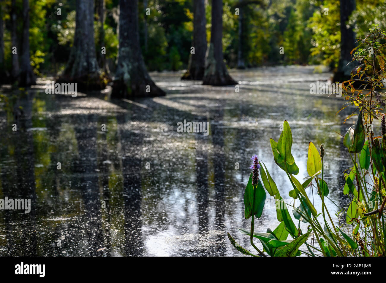Swamp Cypress Grove High Resolution Stock Photography and Images - Alamy