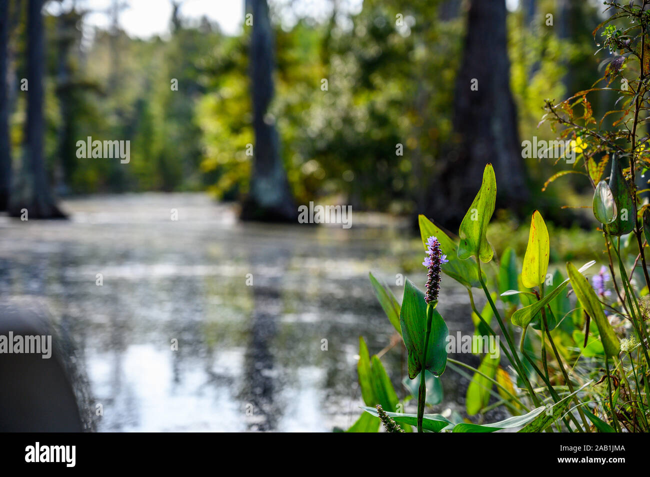 focus on purple flower in bald cypress swamp Stock Photo - Alamy