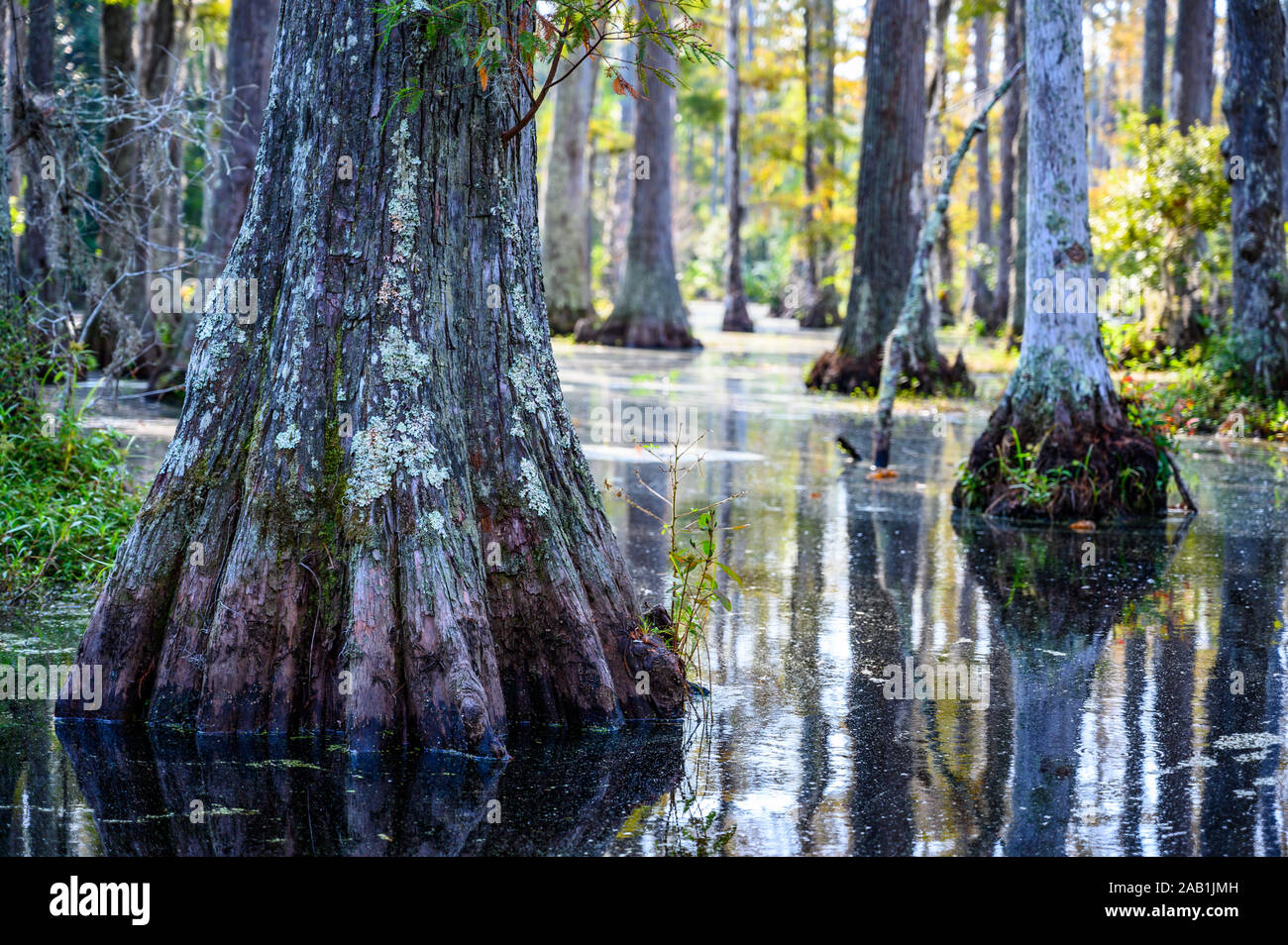 Close cropped view of cypress tree trunk Stock Photo - Alamy