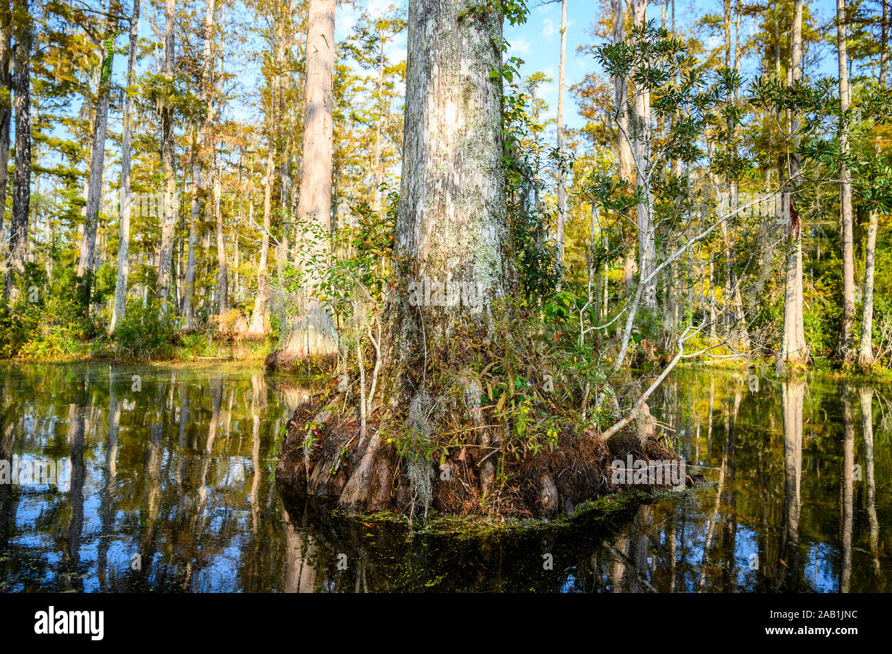 Swamp cypress grove hi-res stock photography and images - Alamy