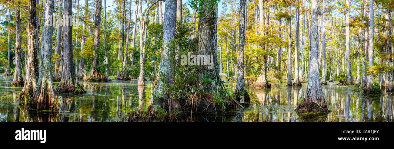 Color picture of swamp during daylight Stock Photo - Alamy